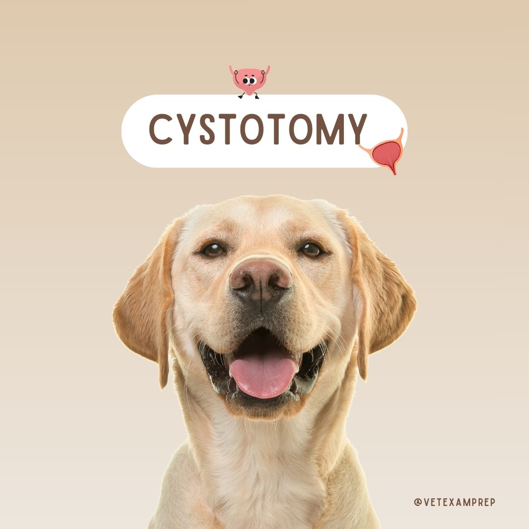 سیستوتومی در سگ‌ها (Cystotomy): مراحل جراحی، مراقبت‌ها و عوارض احتمالی ...